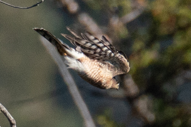 Sharp-shinned Hawk from Grand Teton National Park, Jackson, WY, US on ...