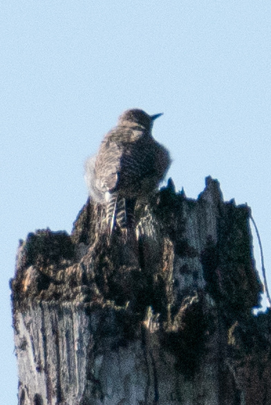 Williamson's Sapsucker from Grand Teton National Park, Jackson, WY, US ...