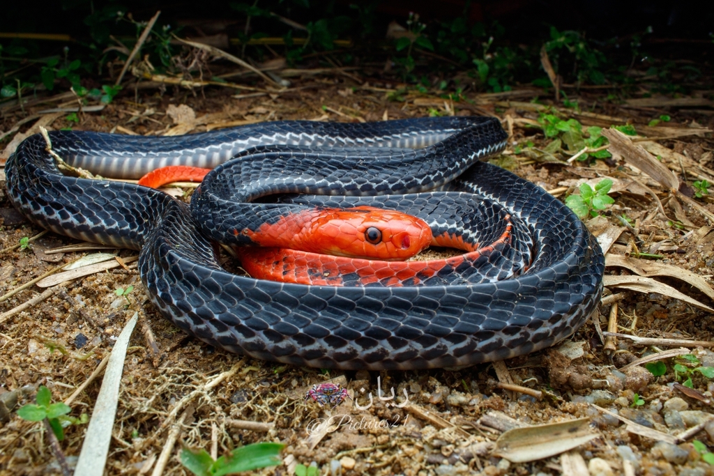 Red-headed Krait from Bukit Tinggi on December 14, 2021 by Ryan Jetty ...