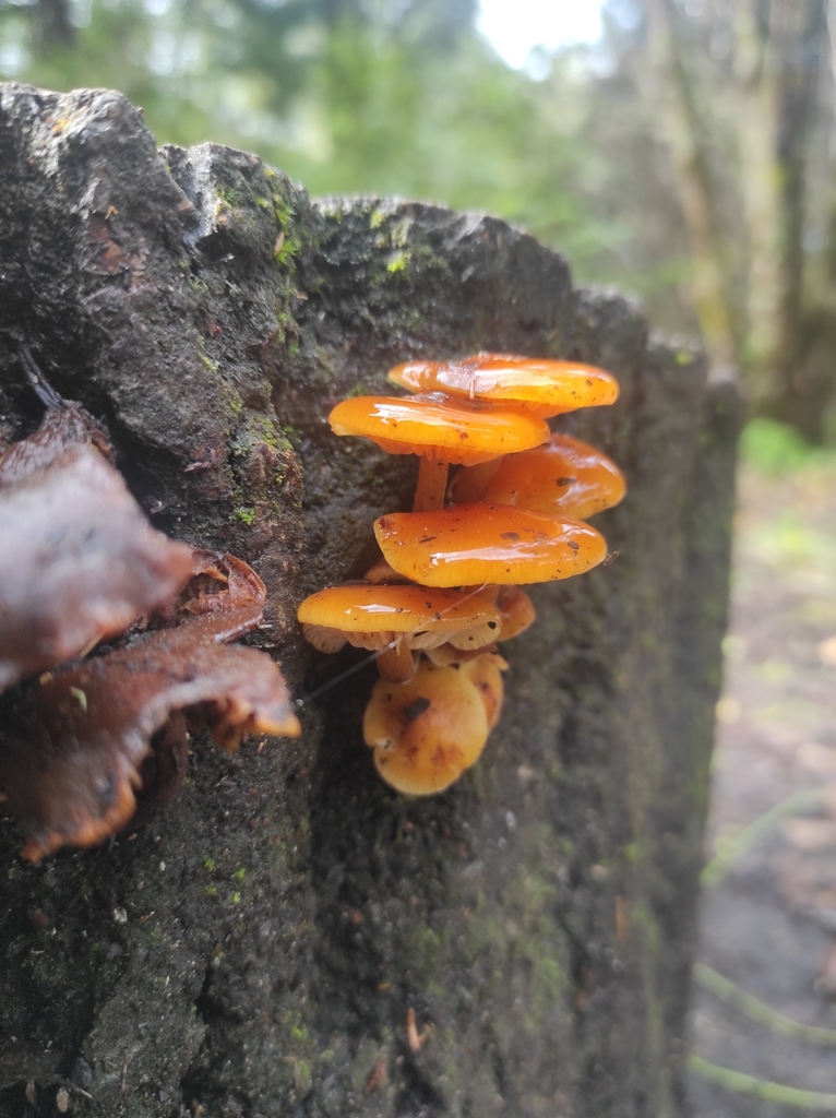 Flammulina from Ngatapa 4072, New Zealand on September 12, 2022 at 01: ...