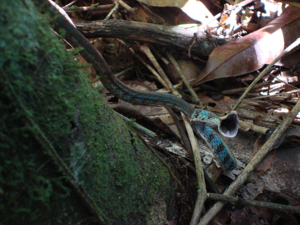 Copper Parrot-Snake from Sandia Province, Peru on June 11, 2007 at 10: ...