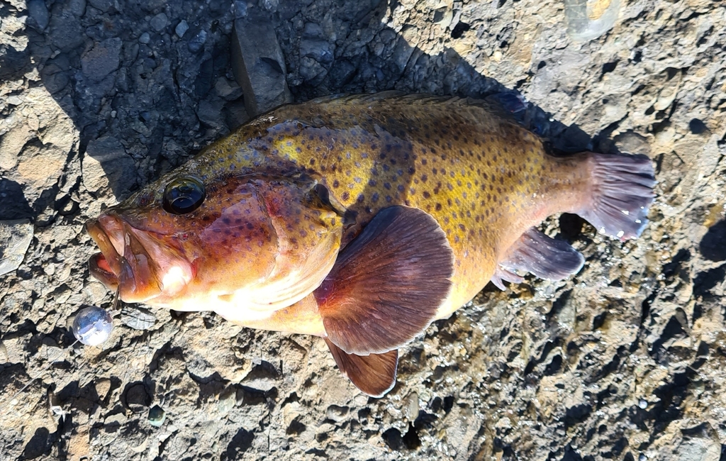Eastern Wirrah from Hat Head NSW 2440, Australia on July 30, 2022 at 10 ...