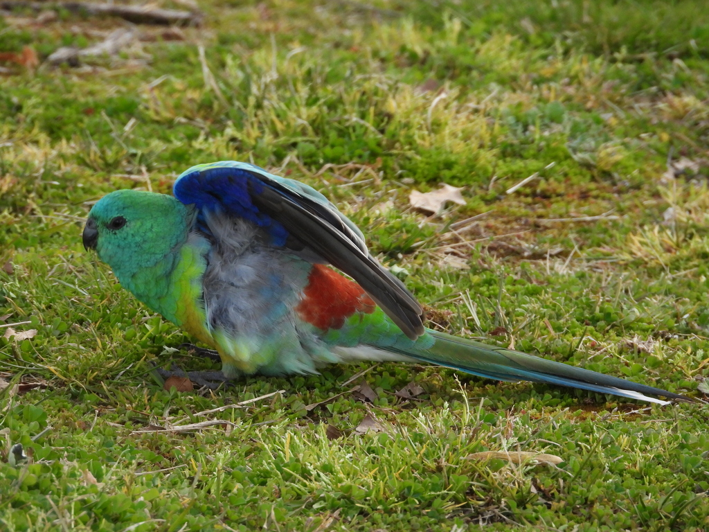 Red-rumped Parrot from Canberra Central, ACT, Australia on September 6 ...