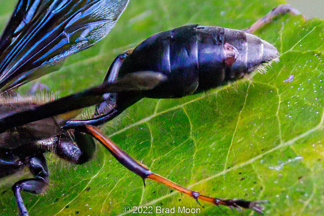 Paraxenos auripedis from Catahoula National Wildlife Refuge, LaSalle ...