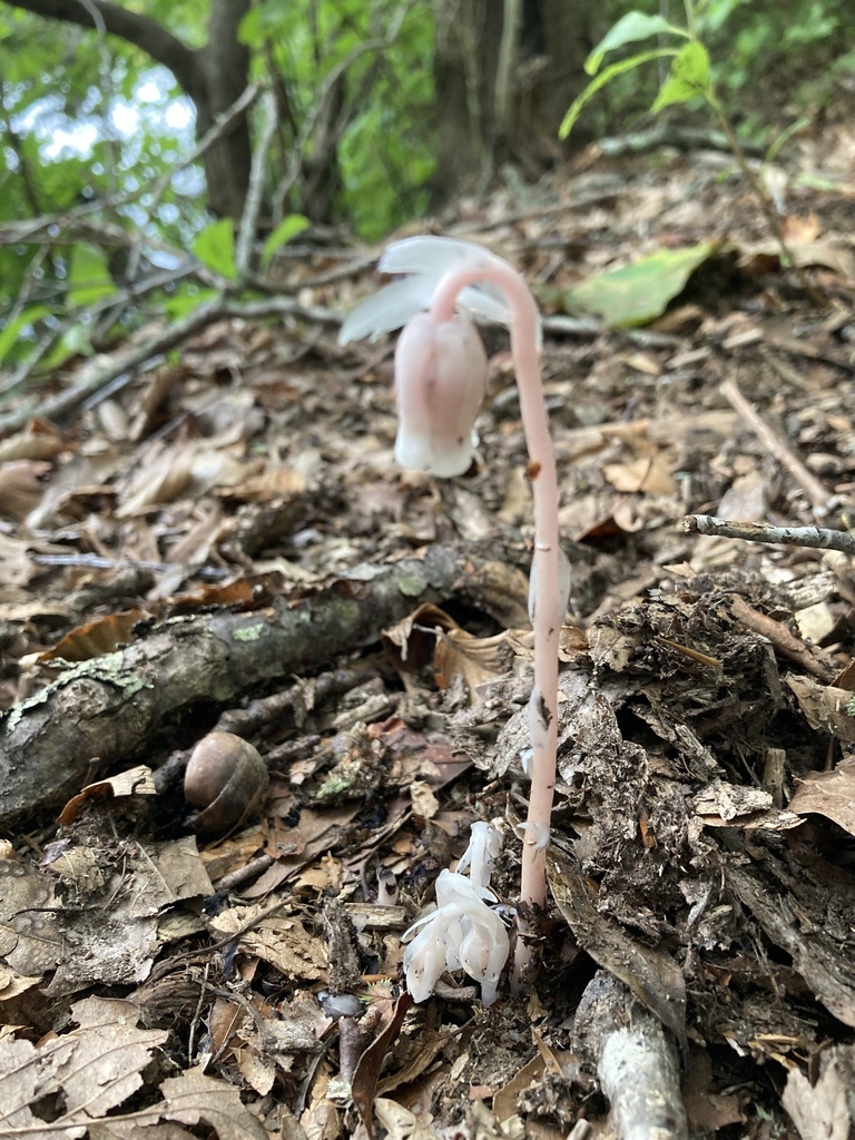 Ghost Pipe from Higganum, CT, US on September 11, 2022 at 04:52 PM by ...