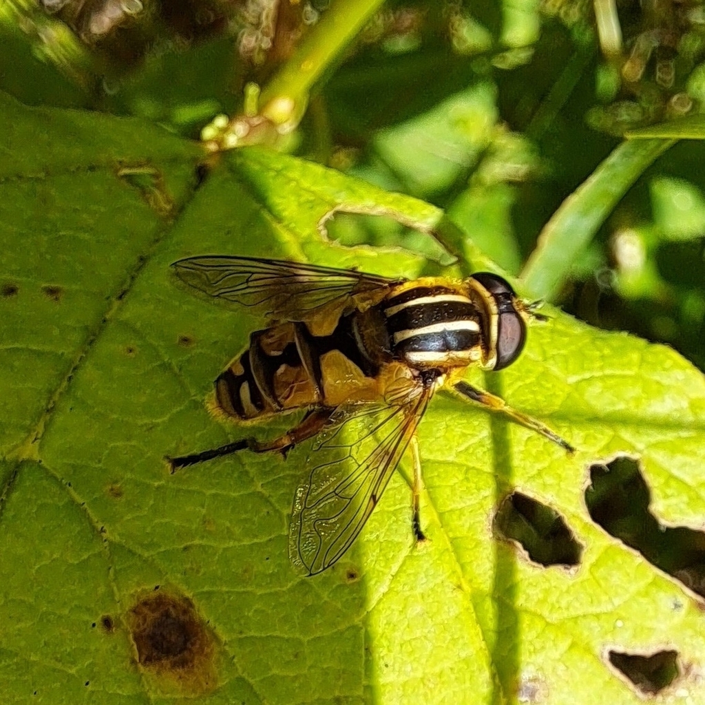 Sun Fly from 65273, Lietuva on September 04, 2022 at 02:40 PM by Urtė P ...