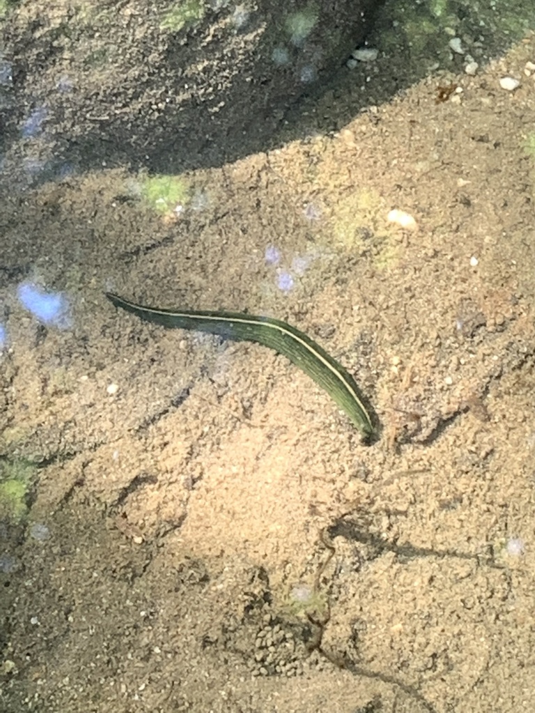 Whitmania edentula from 石名坂村ヨリ東, 黒石市, 青森県, JP on September 12, 2022 at ...