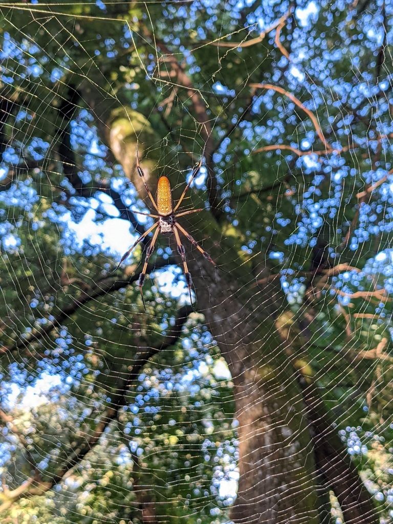 Golden Silk Spider from Meadowlawn, St. Petersburg, FL 33702, USA on ...