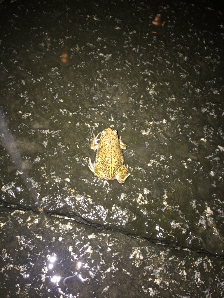 Verrucous Digging Frog from Dali, Dali, Yunnan, CN on August 11, 2018 ...