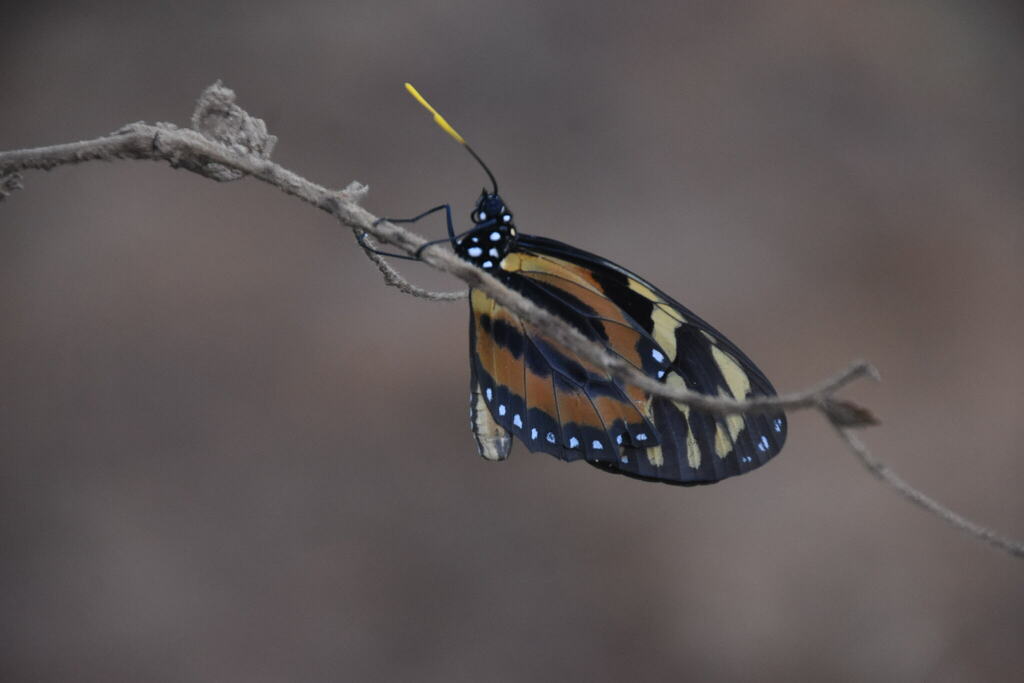 Tiger Mimic-Queen from Cayo District, Belize on September 07, 2022 at ...