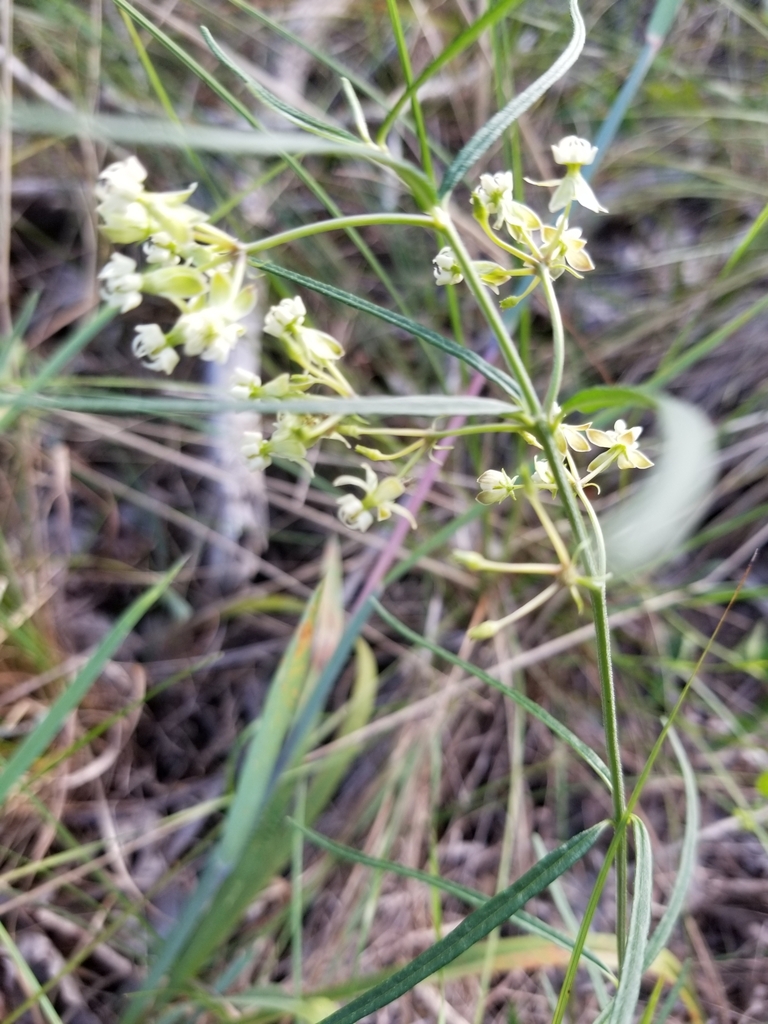 whorled milkweed from Pickens, SC 29671, USA on September 12, 2022 at ...