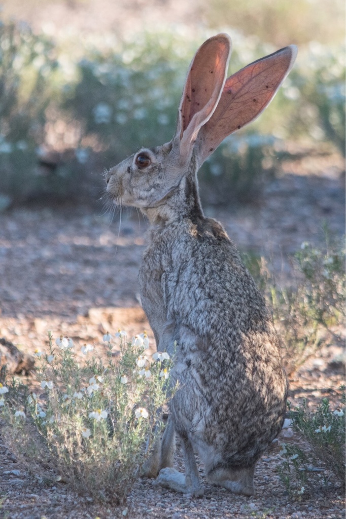 Antelope Jackrabbit from Saguaro National Park East - Rincon Mountain District, Tucson, AZ, US ...