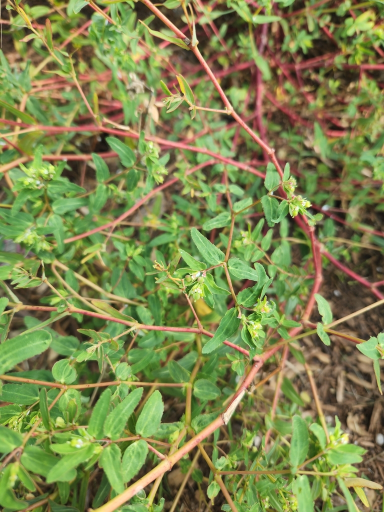 graceful spurge from West Congress, Austin, TX, USA on September 11 ...