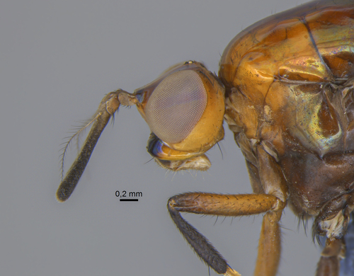 Genus Atopocelyphus · iNaturalist