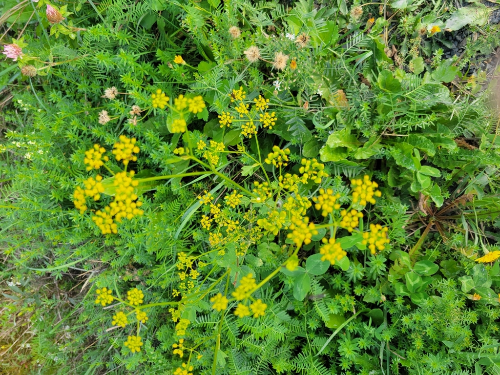 wild parsnip from Fredericton, NB E3B 5H9, Canada on September 12, 2022 ...