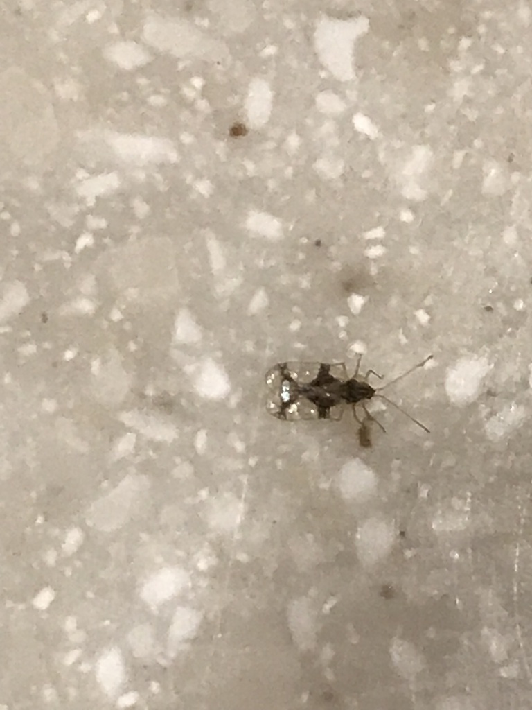 Andromeda Lace Bug in September 2022 by perrybeagle · iNaturalist