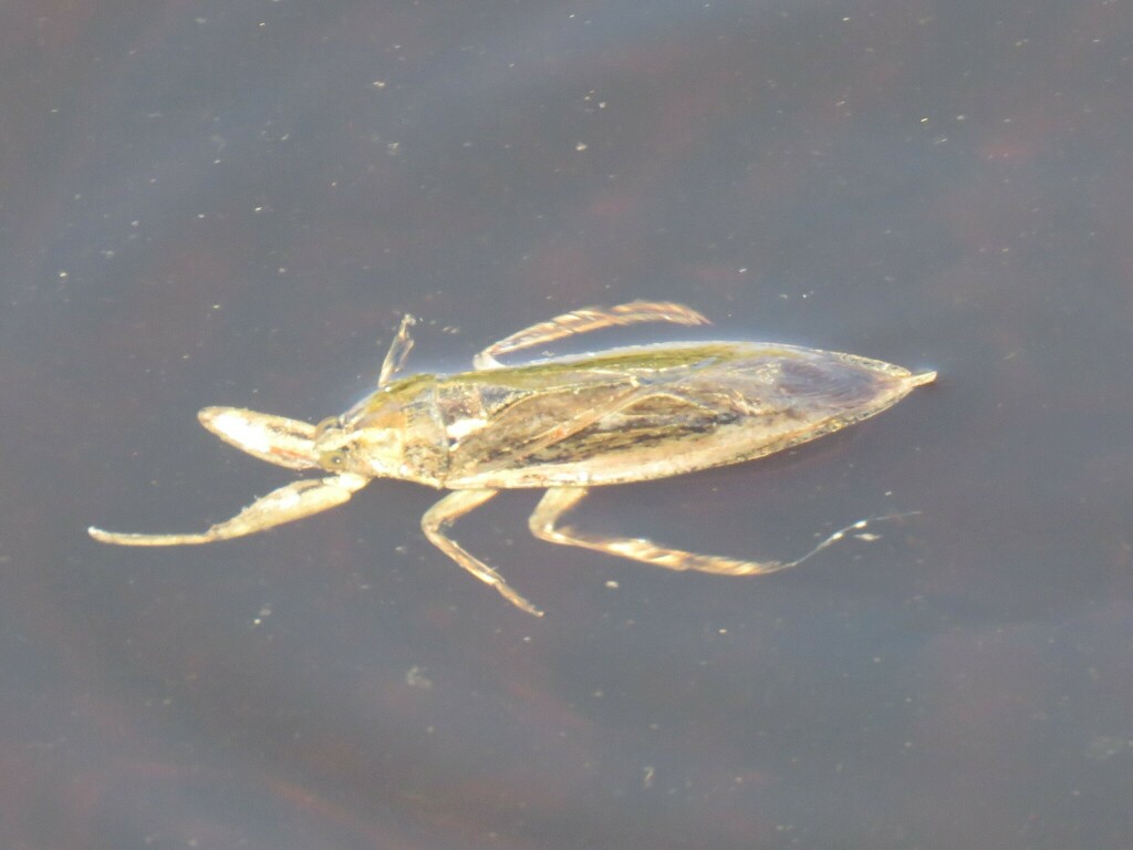 American Giant Water Bug from Spiritwood No. 496, SK, Canada on ...