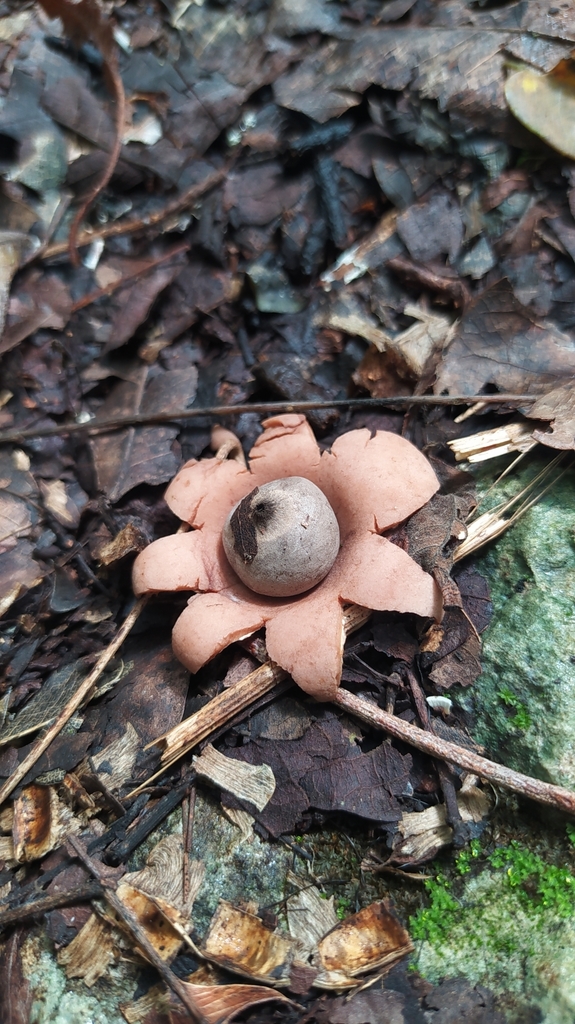 Geastrum javanicum from Valladolid, MX-YU, MX on September 12, 2022 at ...