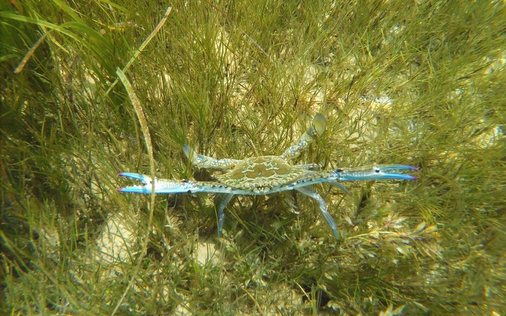 Australian Blue Swimmer Crab from Gulf St Vincent, , SA, AU on February ...