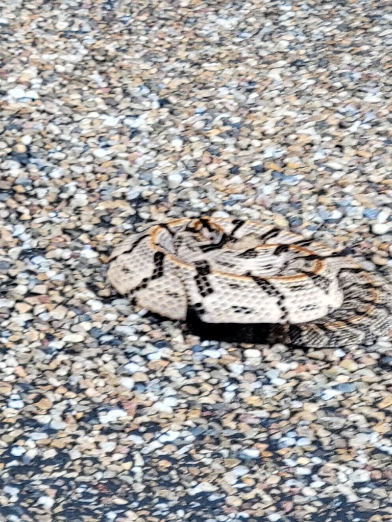 Timber Rattlesnake from Cass County, US-TX, US on September 06, 2022 at ...