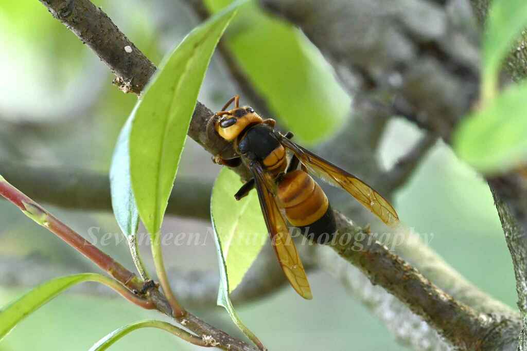 Southern Giant Hornet from 中国安徽省池州市青阳县 on September 10, 2022 at 04:10 ...