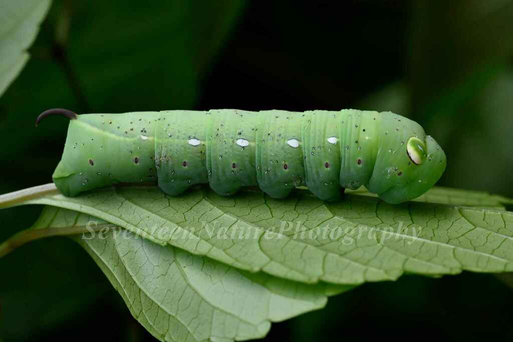 Common Hunter Hawkmoth from 中国安徽省池州市青阳县 on September 10, 2022 at 05:15 ...