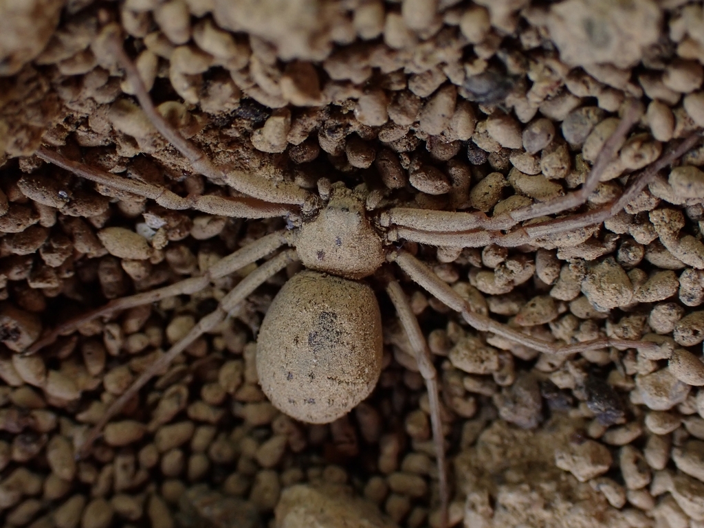 Six-eyed Sand Spider from Coquimbo, Chile on September 11, 2022 at 12: ...
