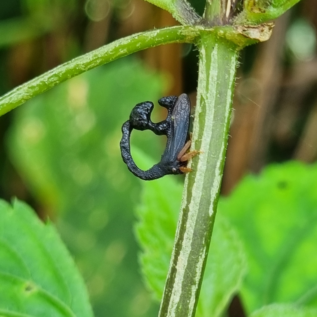 Cladonota from Fraijanes, Guatemala on September 12, 2022 at 10:16 AM ...
