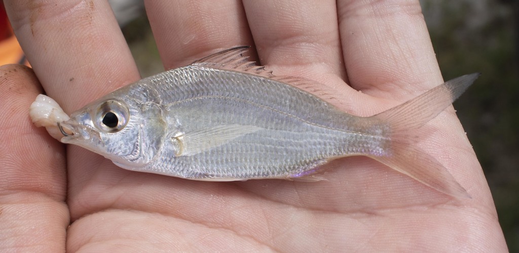 Tidewater Mojarra from Panama City, FL, USA on August 10, 2018 at 10:35 ...
