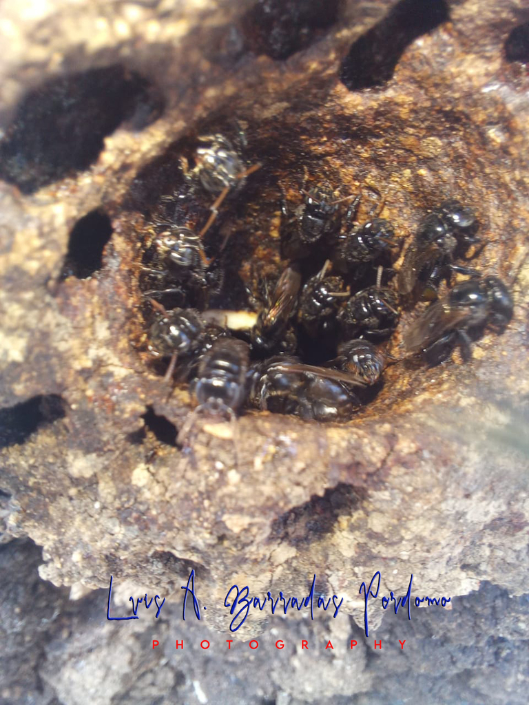 Partamona from Xalapa-Enríquez, Ver., México on September 12, 2022 at ...