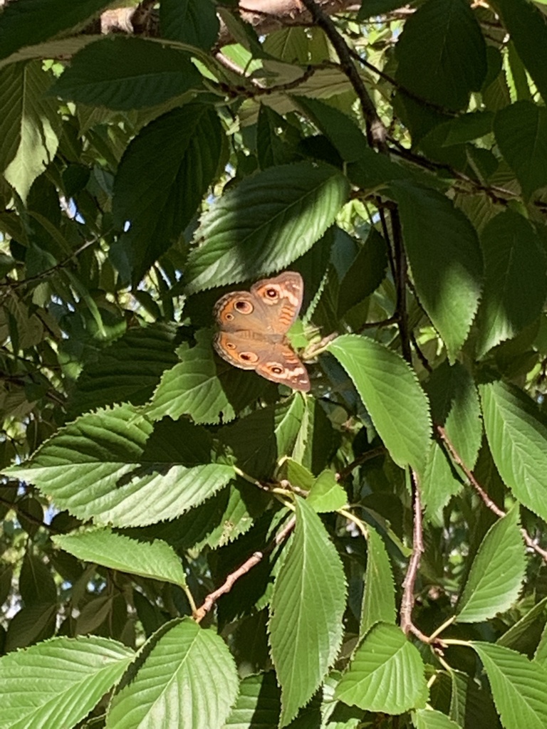 Common Buckeye from Western Kentucky University, Bowling Green, KY, US ...