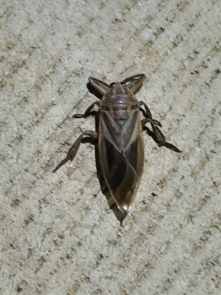 Asian Giant Water Bug from PJX2+GP6, Katrakayalagunta, Andhra Pradesh ...