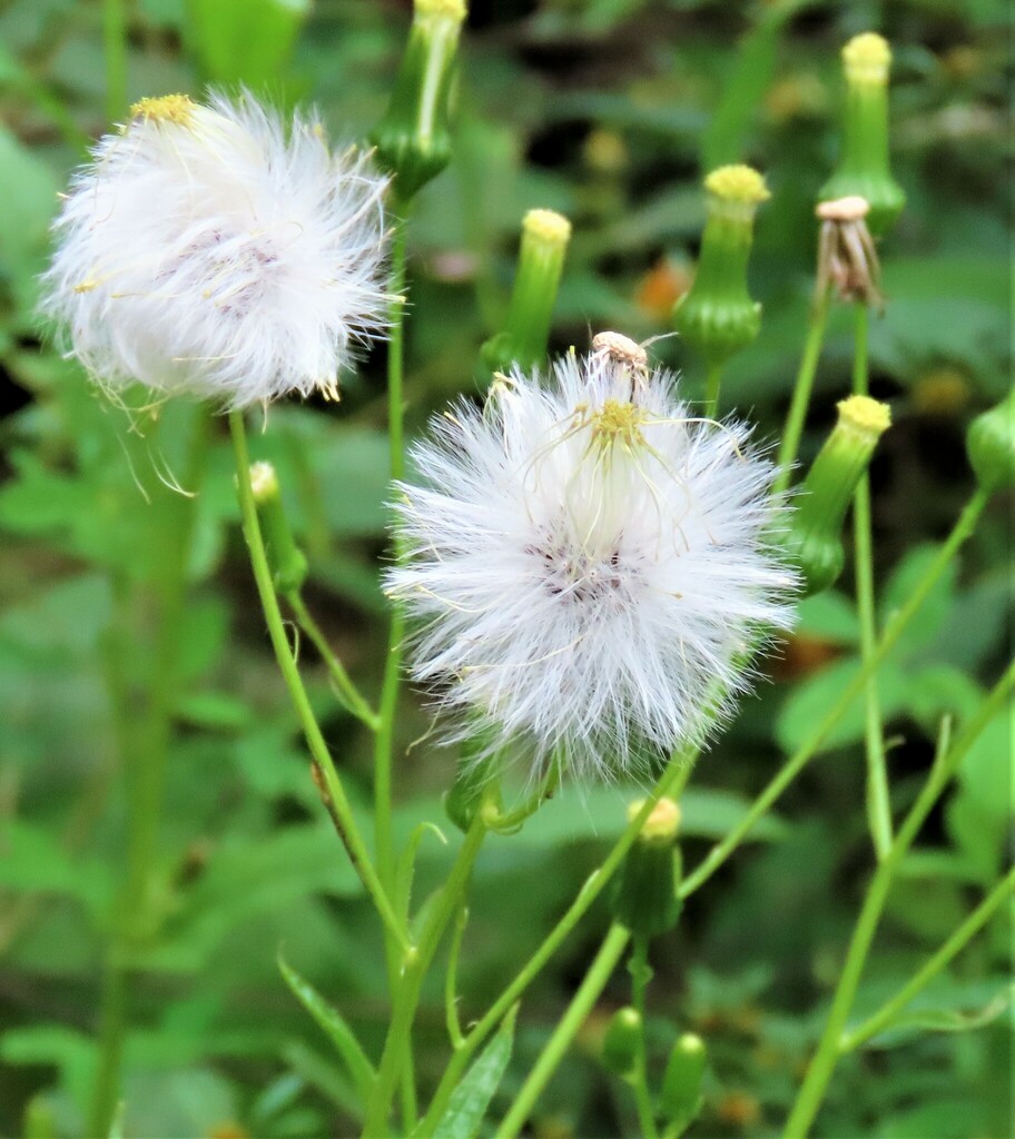 American burnweed from Lennox and Addington County, ON, Canada on ...