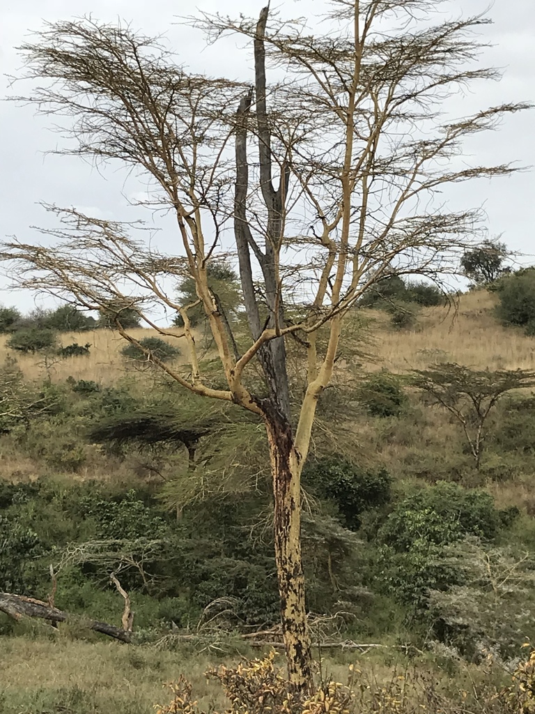 fever tree from Nairobi National Park, , Nairobi, KE on August 5, 2018 ...