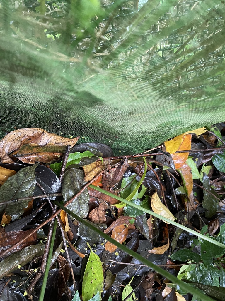 Taipa Frog in September 2022 by ktlo · iNaturalist