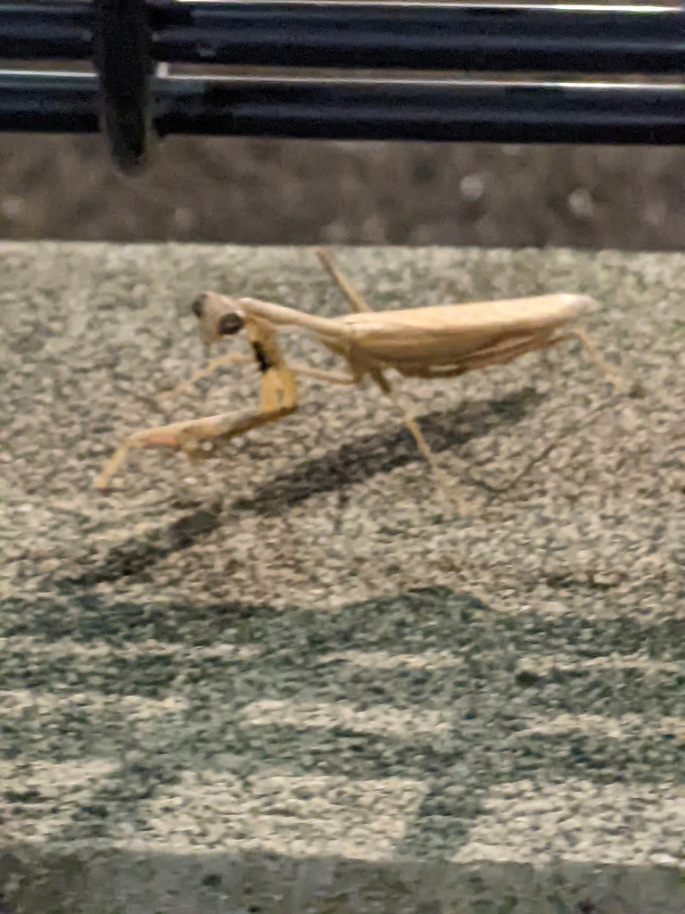 Statilia maculata maculata from 313 Minamishinden, Hanamaki, Iwate 025 ...