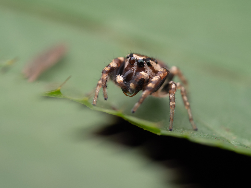 White-cheeked Jumping Spiders from Muskego, WI, USA on September 12 ...