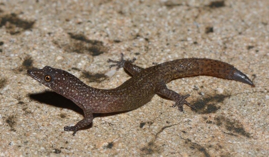 Ocellated Gecko in September 2015 by Mike Rochford · iNaturalist