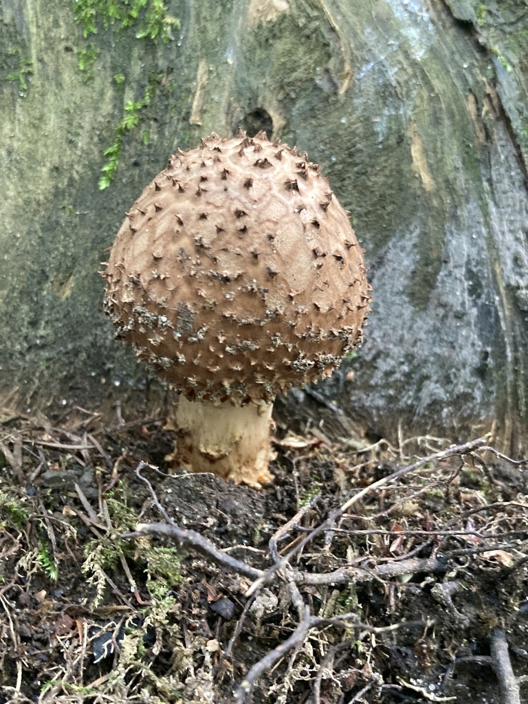 Echinoderma from Kranzberg, Bayern, DE on September 13, 2022 at 01:37 ...