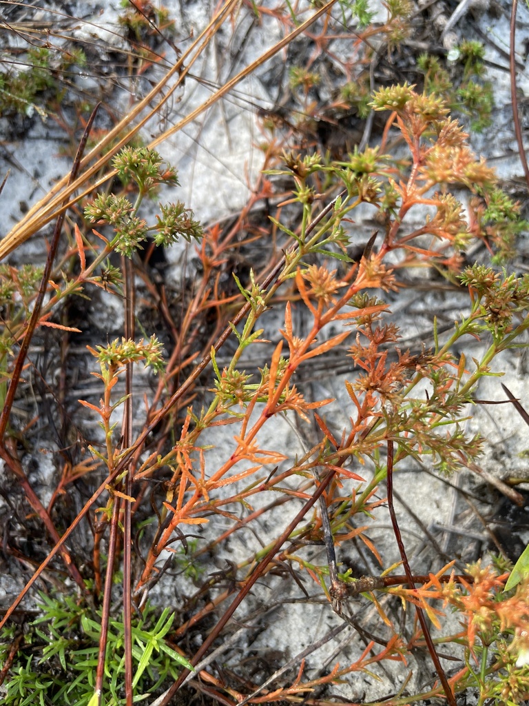 Rust Weed from St. Marks National Wildlife Refuge, Panacea, FL, US on ...