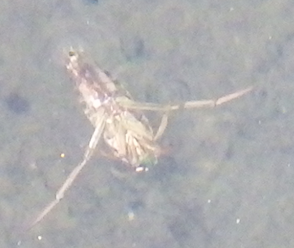 Milky Backswimmers from Brache,Riegersburg,Südoststeiermark, Österreich ...