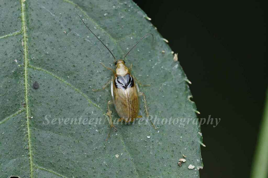 Anaplecta basalis from 中国池州市青阳县九华山 邮政编码: 242811 on September 10, 2022 ...