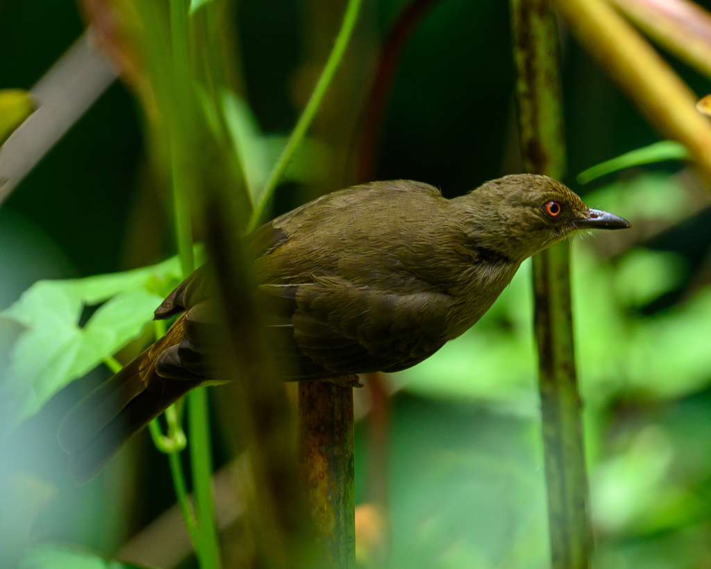 Asian Red-eyed Bulbul from Khao Phang, Ban Ta Khun, Surat Thani, TH on ...