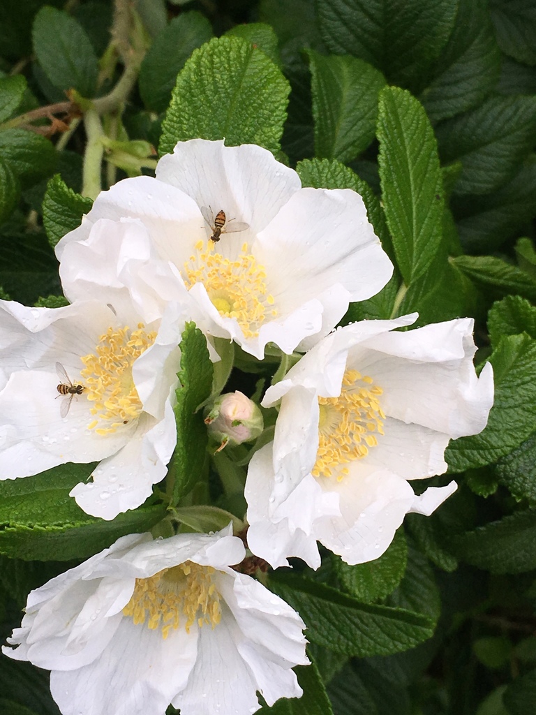rugosa rose from Captain John Smith Monument, Rye, NH, US on August 11 ...