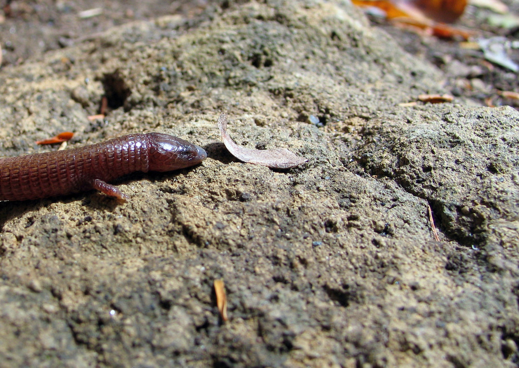 Bachia alleni in March 2007 by screws · iNaturalist