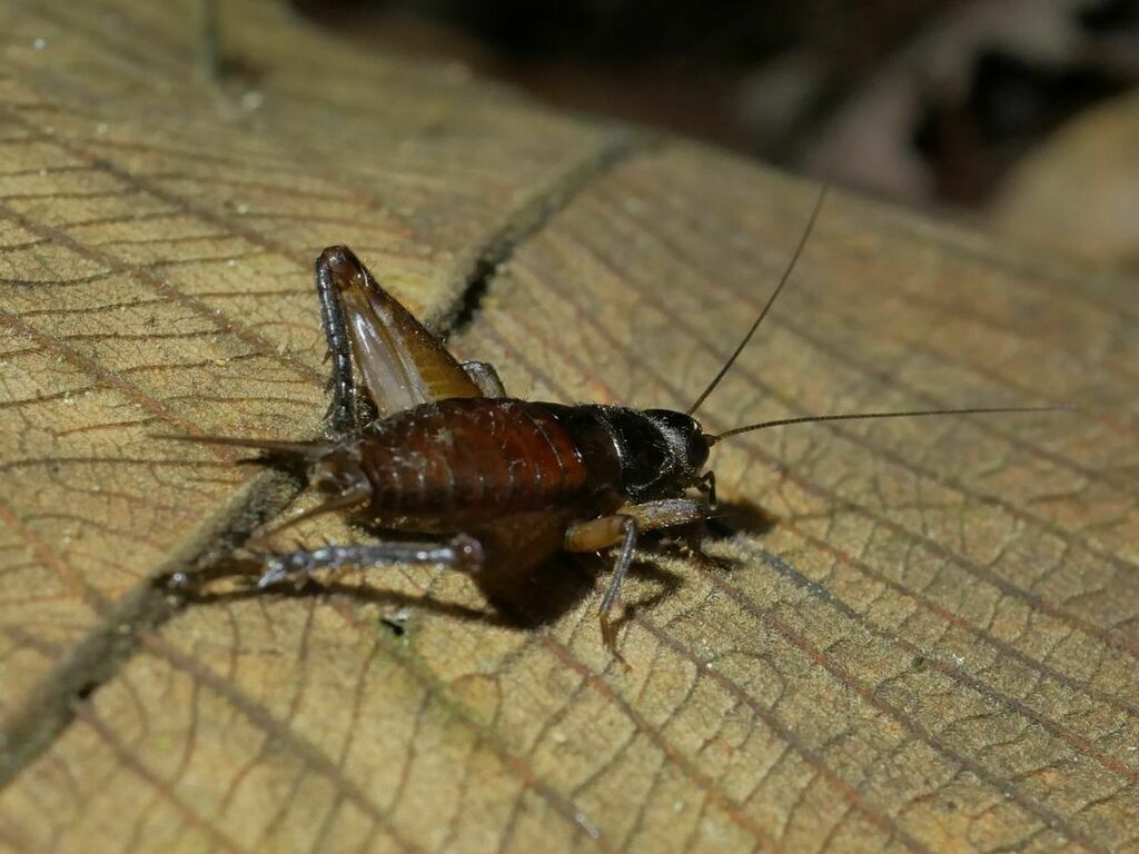 True Crickets from Maynas Province, Peru on August 09, 2022 at 03:23 PM ...