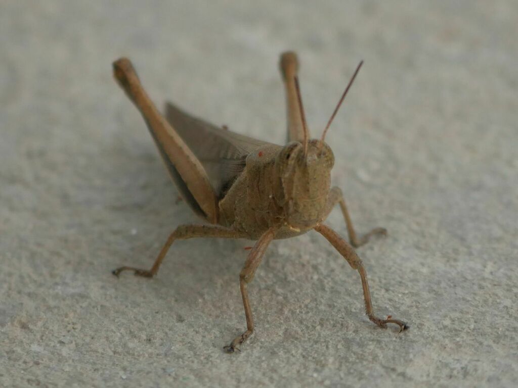 Abracris flavolineata from Maynas Province, Peru on August 08, 2022 at ...