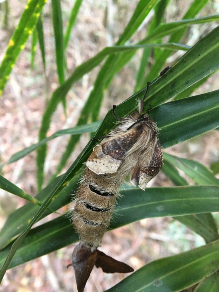 Butterflies and Moths from Ankazobe, Madagascar on September 9, 2022 at ...