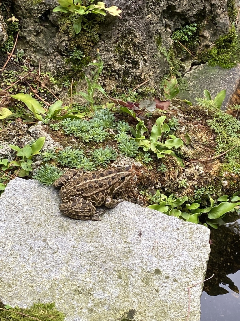 Marsh Frog from Drobného, Brno, Región de Moravia Meridional, CZ on ...