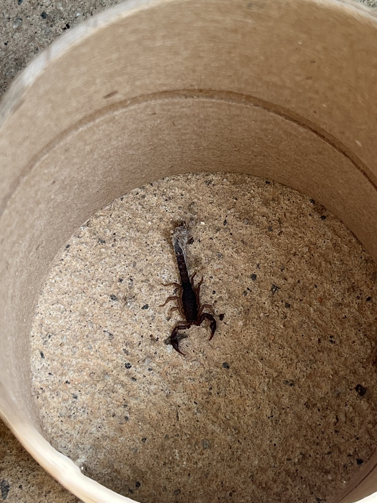 Slender Brown Scorpion from Mansfield, GA, US on September 13, 2022 at ...